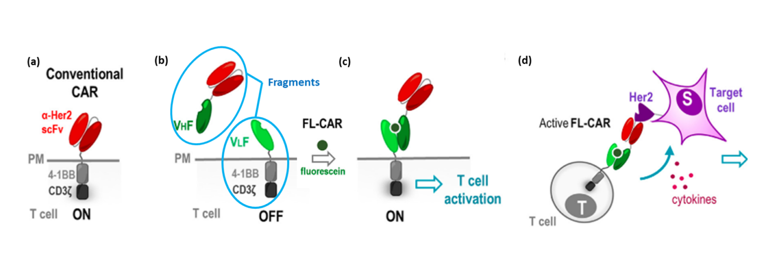Controlling Cells With Chemically Switchable Antibodies: A New ...